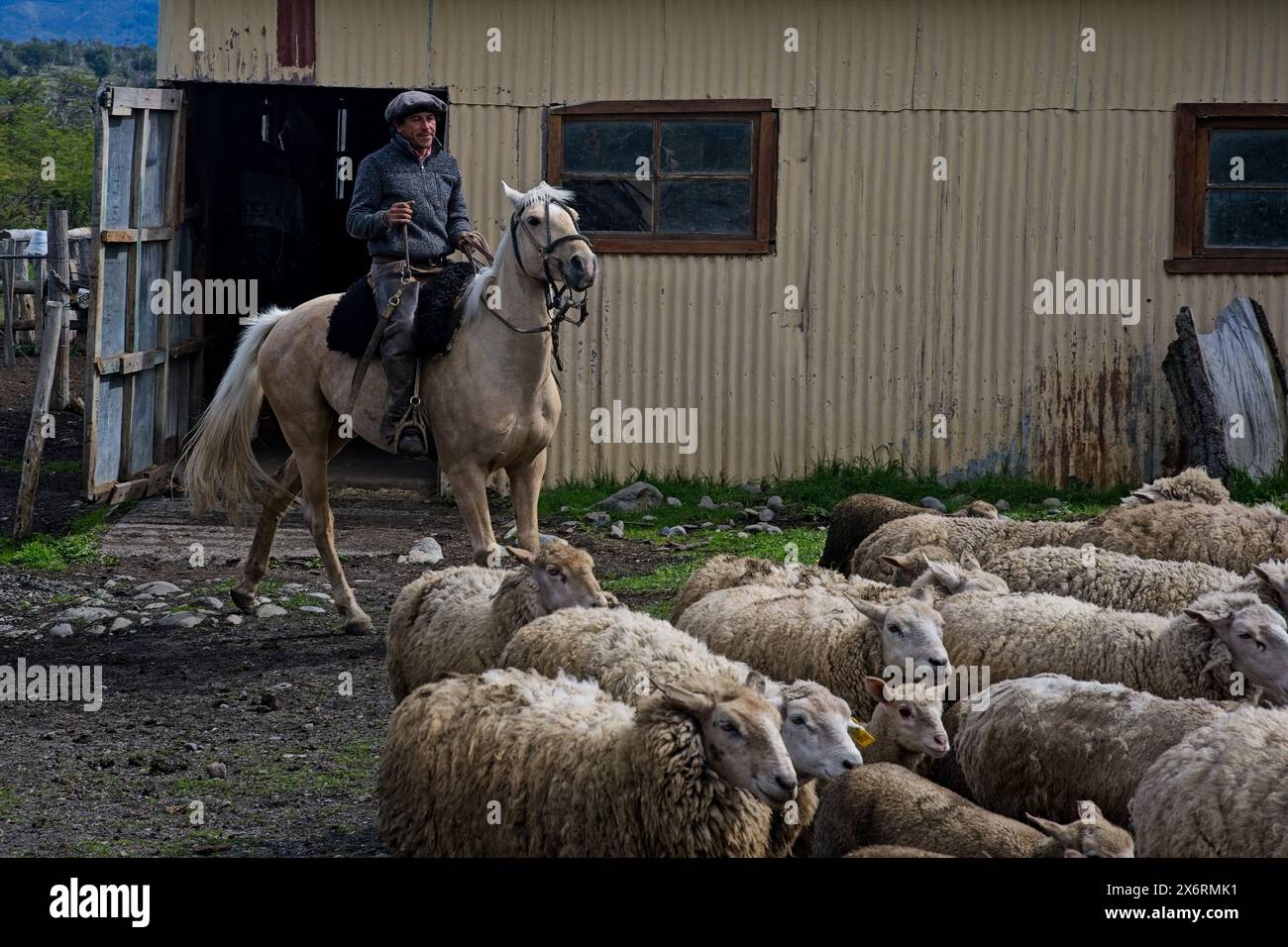 A Gaucho on horseback taking the sheep out to pasture at the Estancia ...