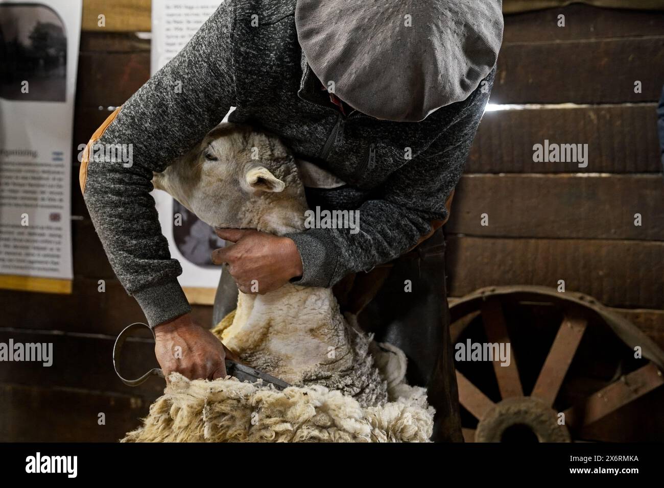 A Gaucho hand shearing sheep at the Estancia Nibepo Aike in the Los ...