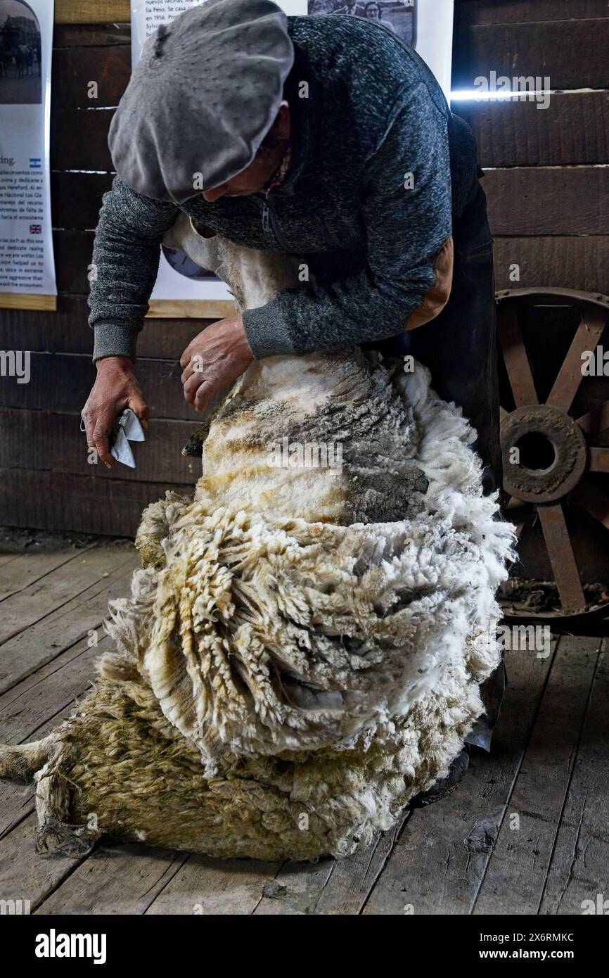 A Gaucho hand shearing sheep at the Estancia Nibepo Aike in the Los ...