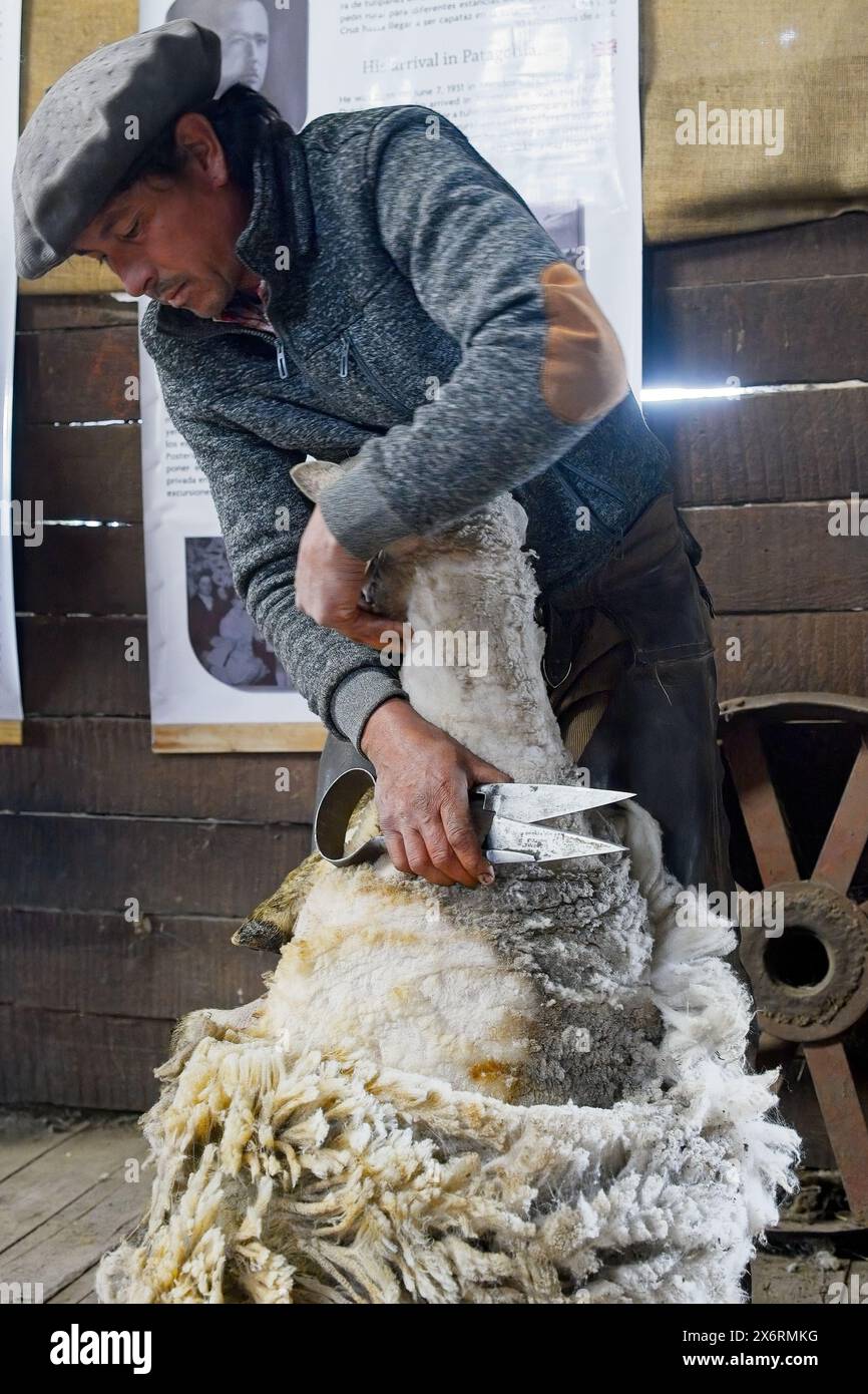 A Gaucho hand shearing sheep at the Estancia Nibepo Aike in the Los ...