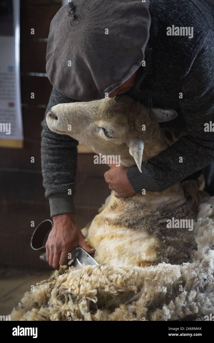A Gaucho hand shearing sheep at the Estancia Nibepo Aike in the Los ...