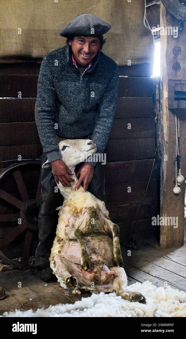 A Gaucho hand shearing sheep at the Estancia Nibepo Aike in the Los ...