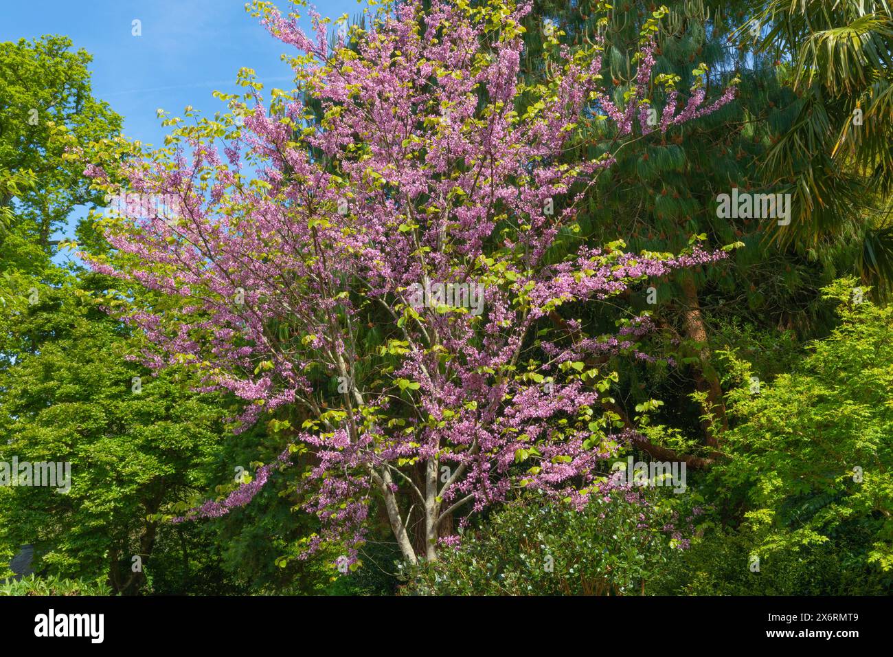 Cercis Canadensis or the forest pansy producing small bright pink ...