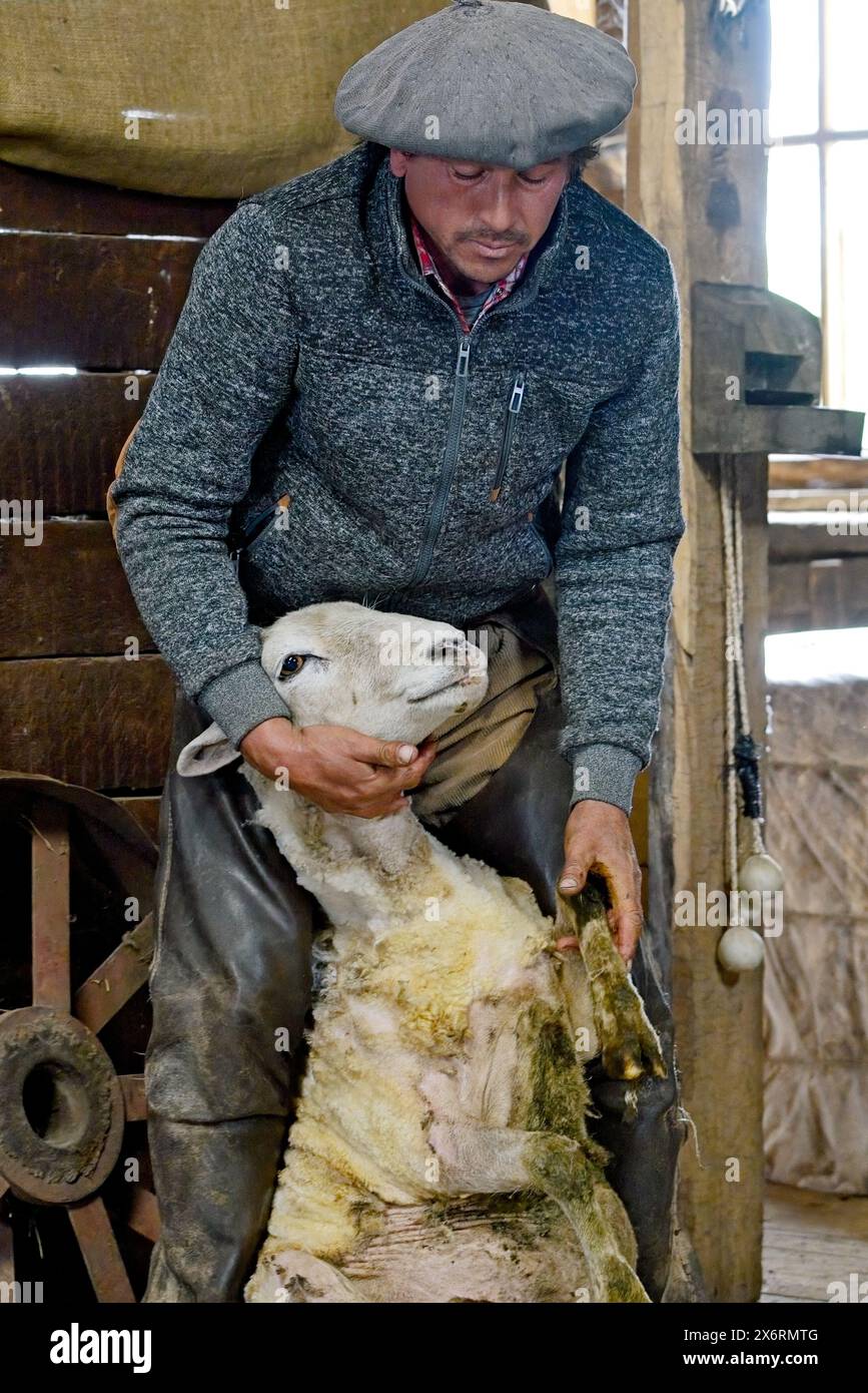 A Gaucho hand shearing sheep at the Estancia Nibepo Aike in the Los ...