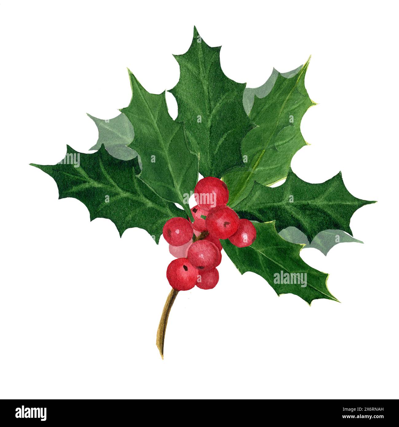 Drawing holly hi-res stock photography and images - Alamy