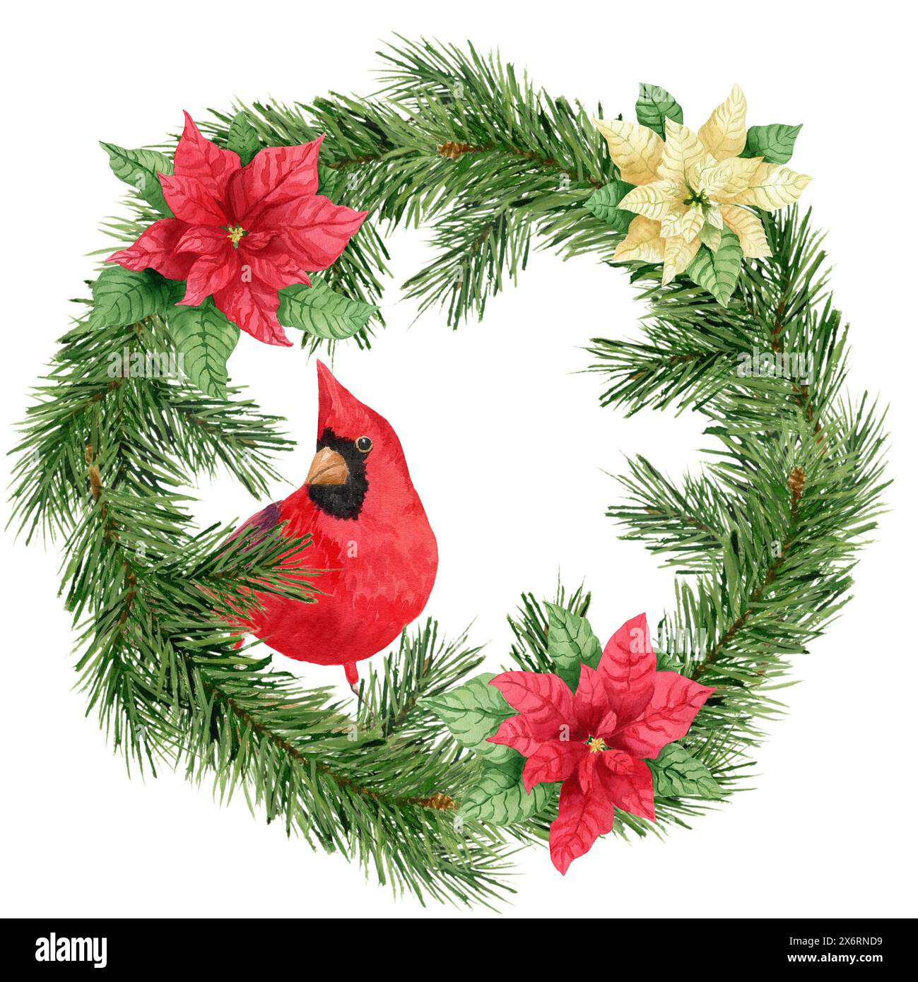 Pine Christmas wreath with Northern cardinal and poinsettia, watercolor ...