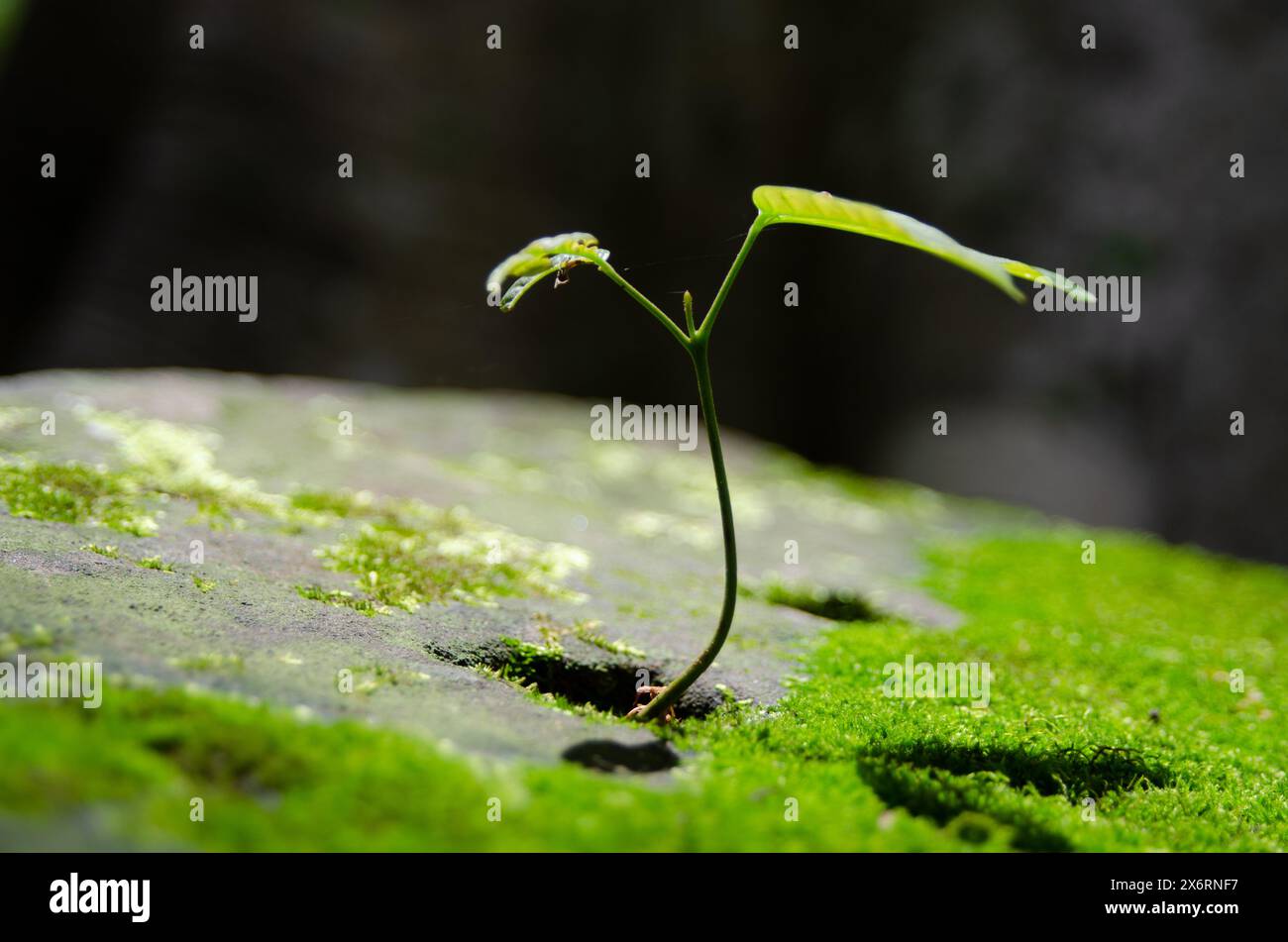 Small Sprout Of A Plant Growing From A Rock. Concept Of Overcome And ...