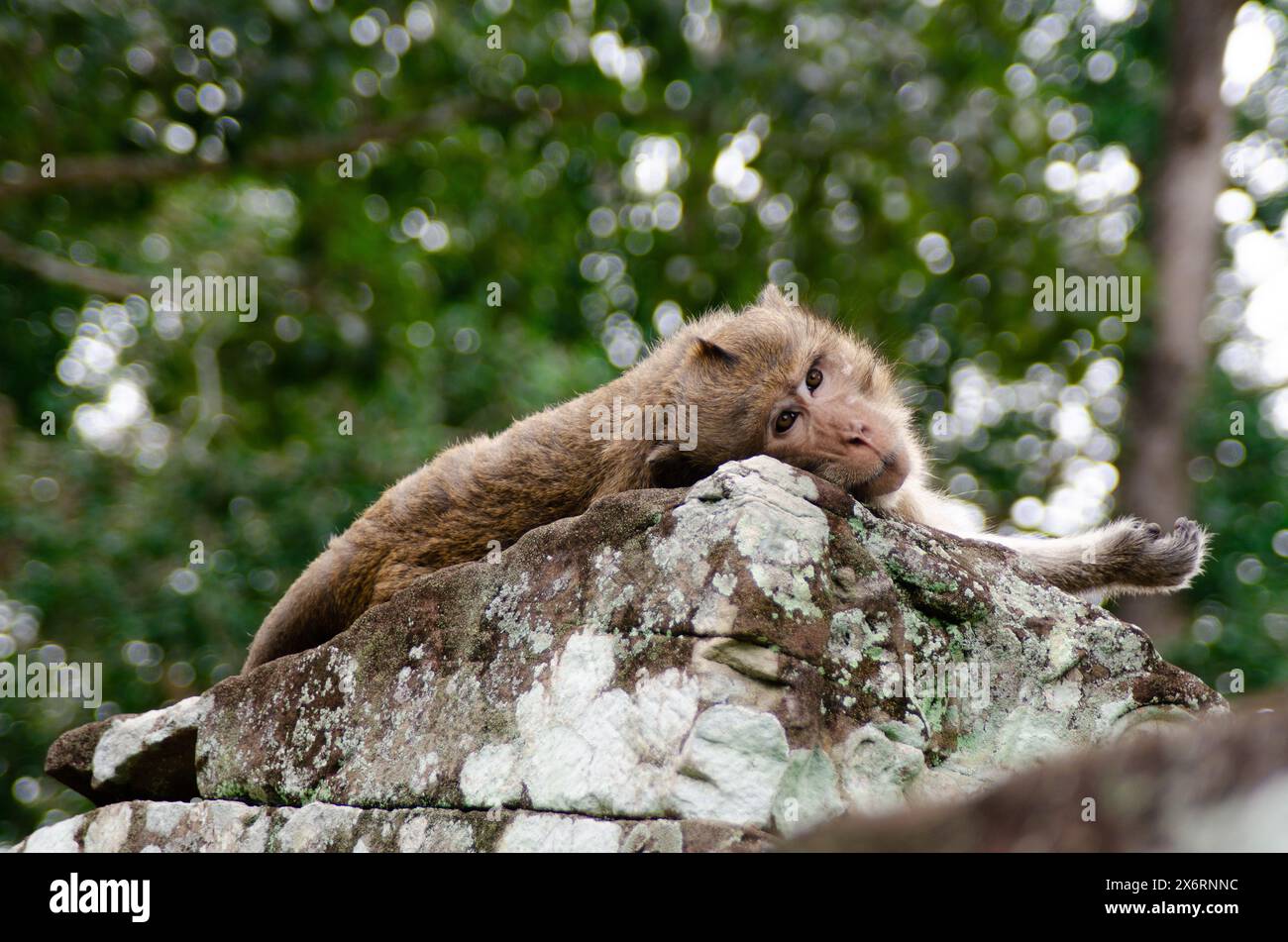 Monkey Lying On A Stone Column At The Angkor Wat Temples In Siem Reap ...