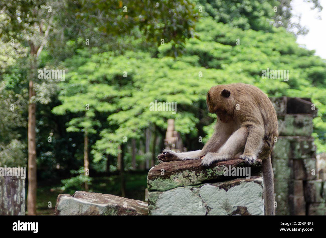 Monkey Sitting On A Stone Column At The Angkor Wat Temples In Siem Reap ...