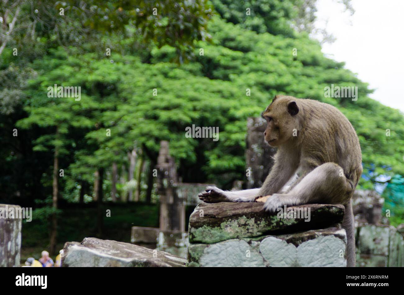 Monkey Sitting On A Stone Column At The Angkor Wat Temples In Siem Reap ...