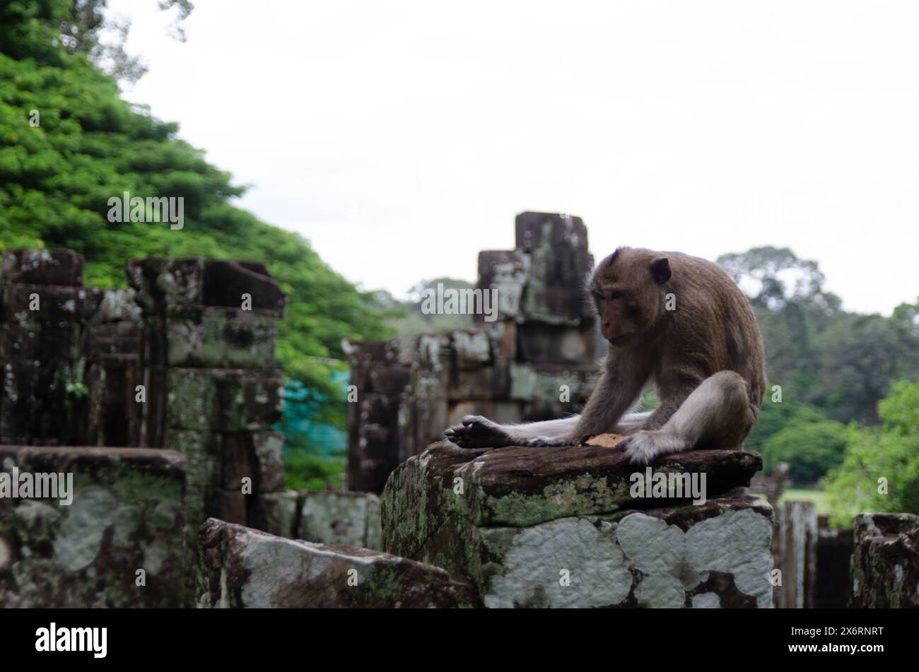 Monkey Sitting On A Stone Column At The Angkor Wat Temples In Siem Reap ...