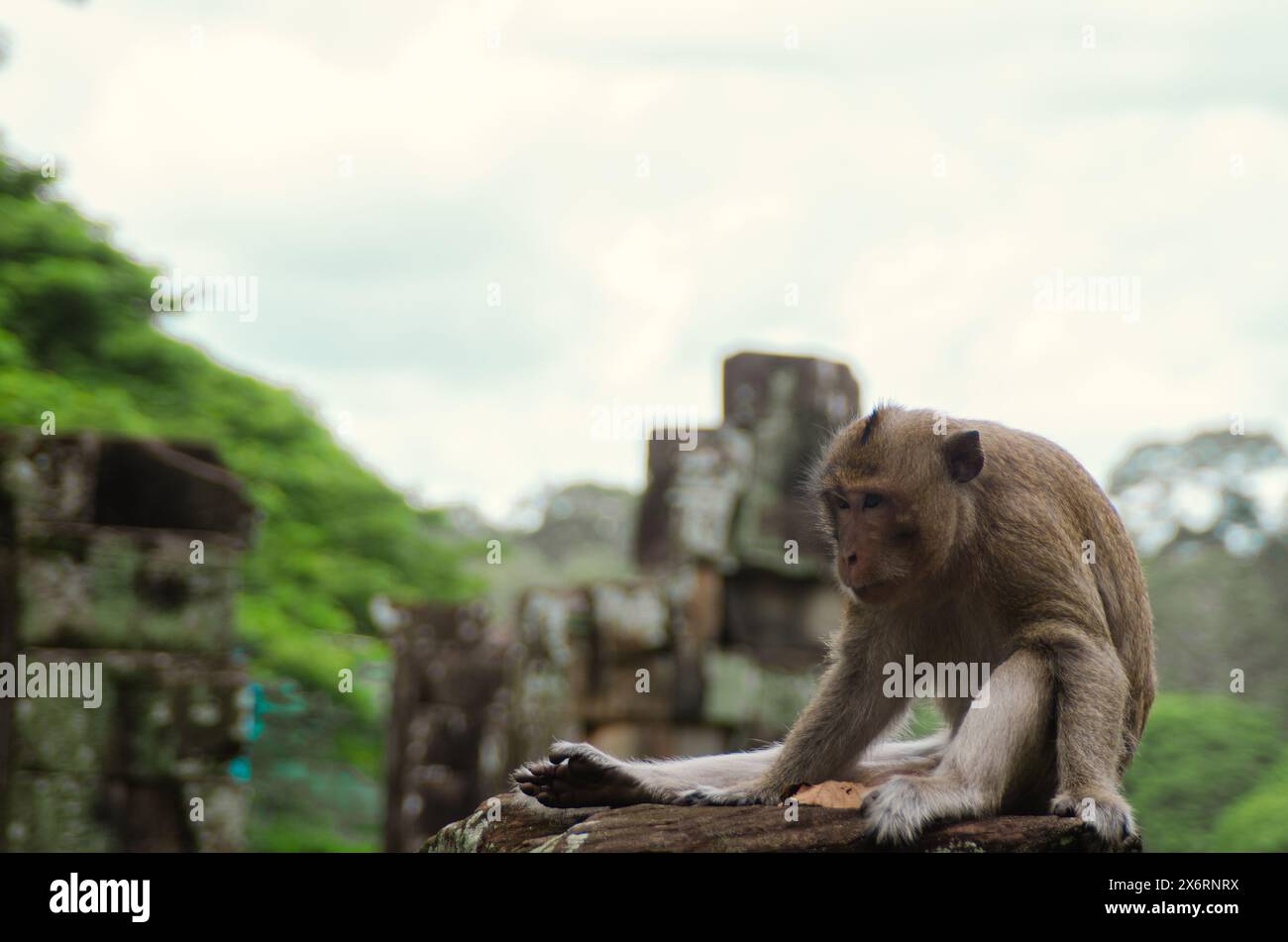 Monkey Sitting On A Stone Column At The Angkor Wat Temples In Siem Reap, Cambodia Stock Photo ...