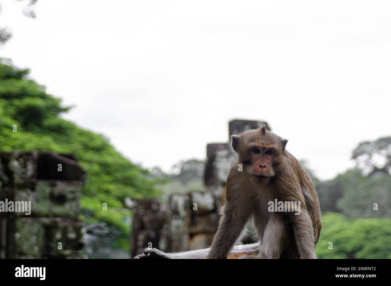Monkey Sitting On A Stone Column At The Angkor Wat Temples In Siem Reap, Cambodia Stock Photo ...