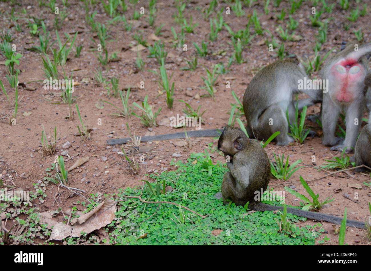Baby monkey eating grass. Adult monkeys cleaning another monkey's fur ...