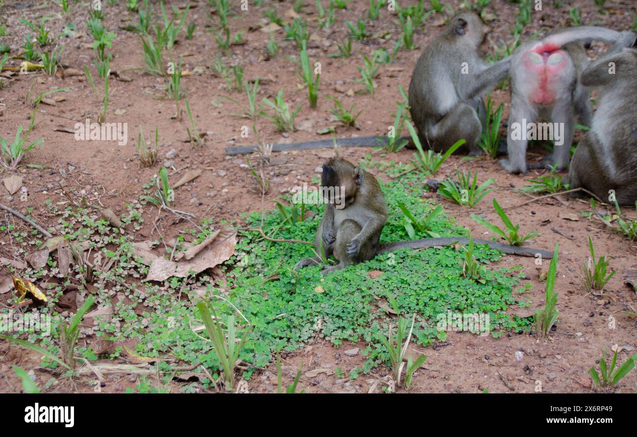 Baby monkey eating grass. Adult monkeys cleaning another monkey's fur ...