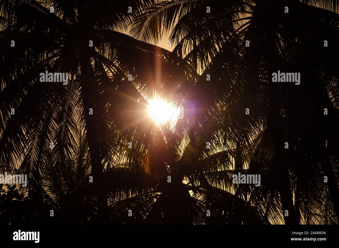 Orange sunset behind palm trees in golden hour Stock Photo - Alamy