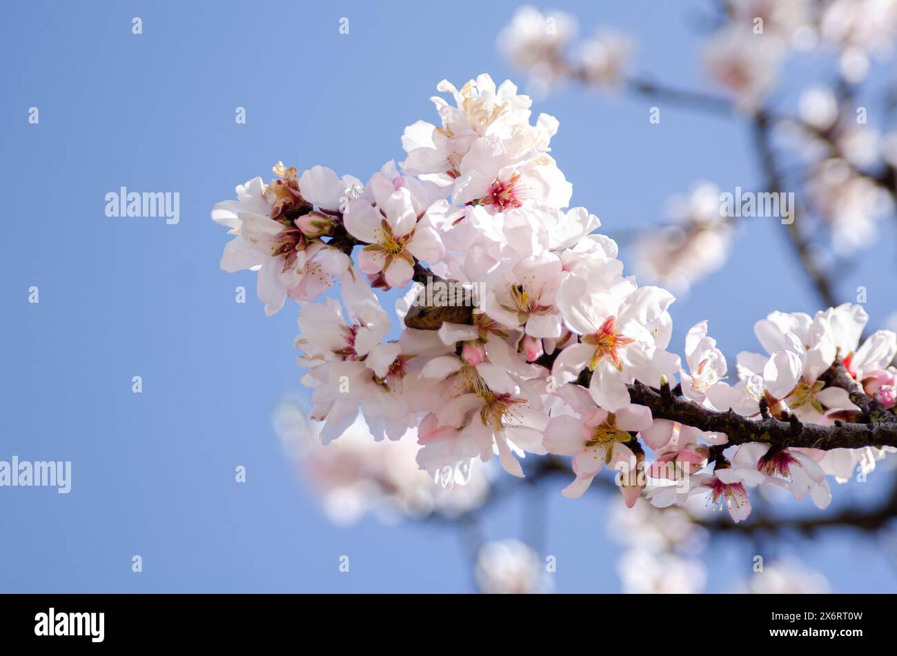Sakura tree japanese flora hi-res stock photography and images - Alamy