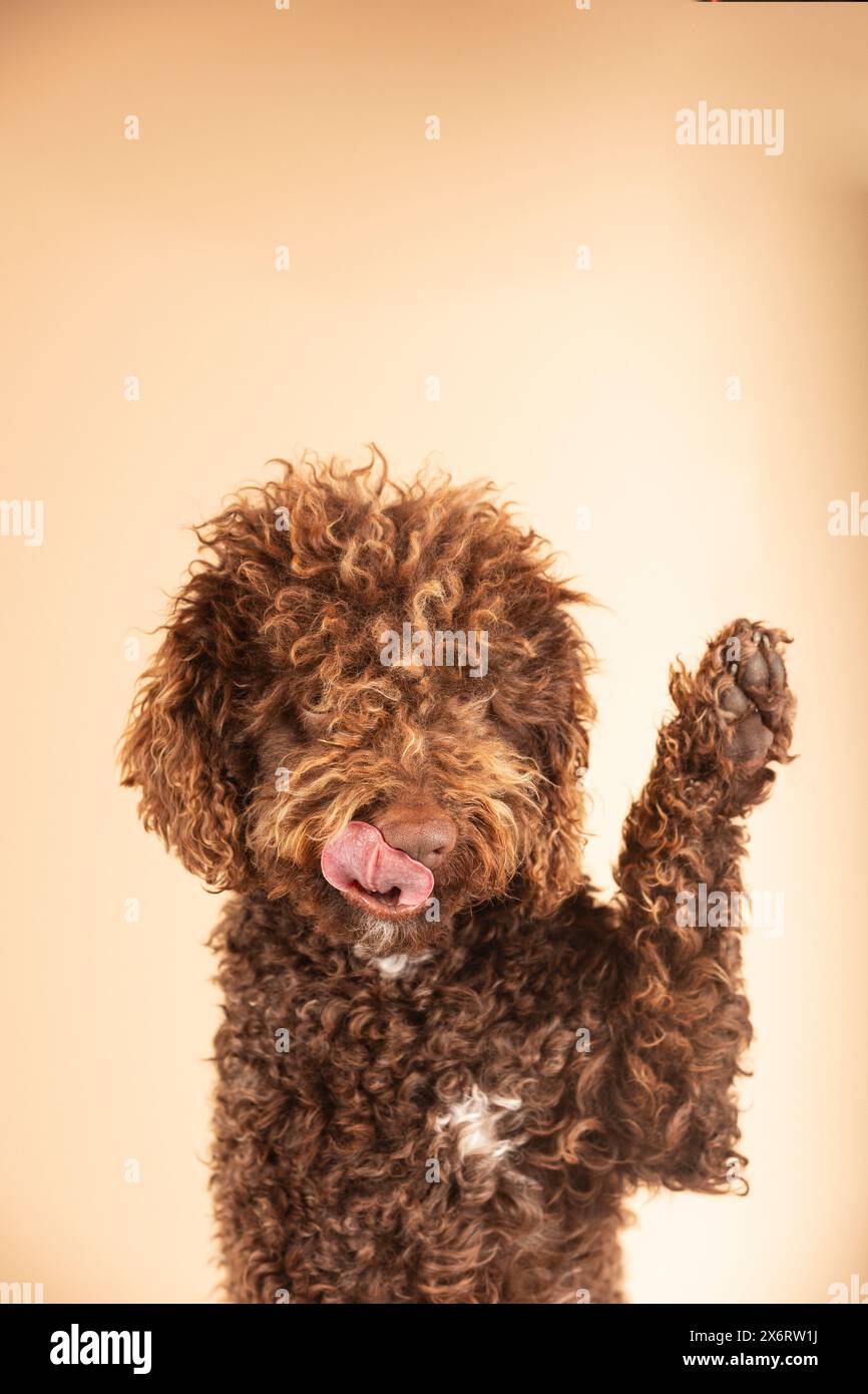 Funny water dog raises his paw on a brown background. Concept promotion ...
