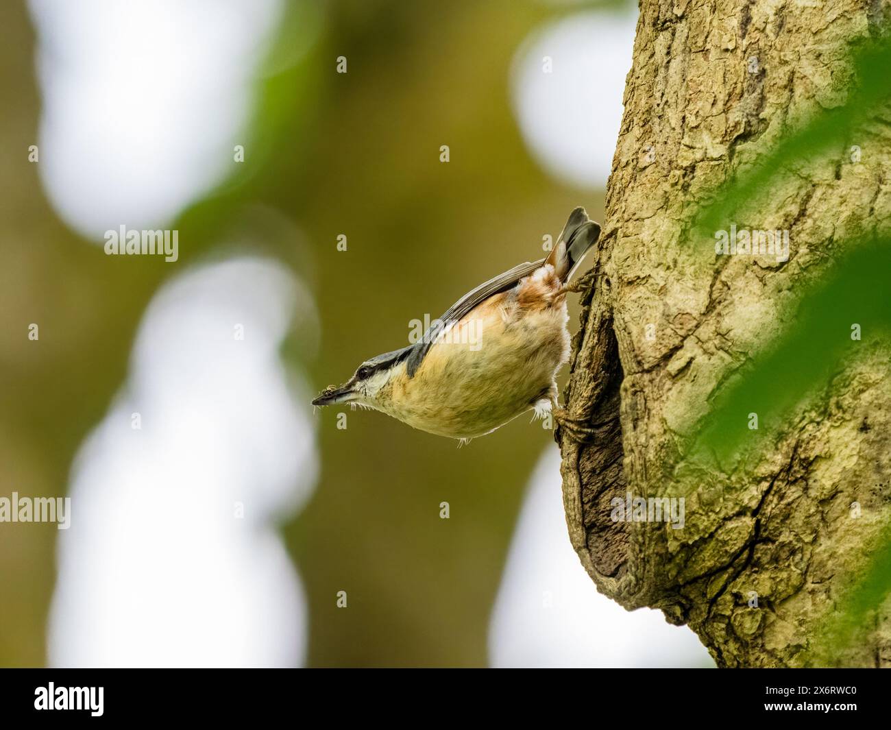European nuthatch bringing food to its nest site Stock Photo - Alamy