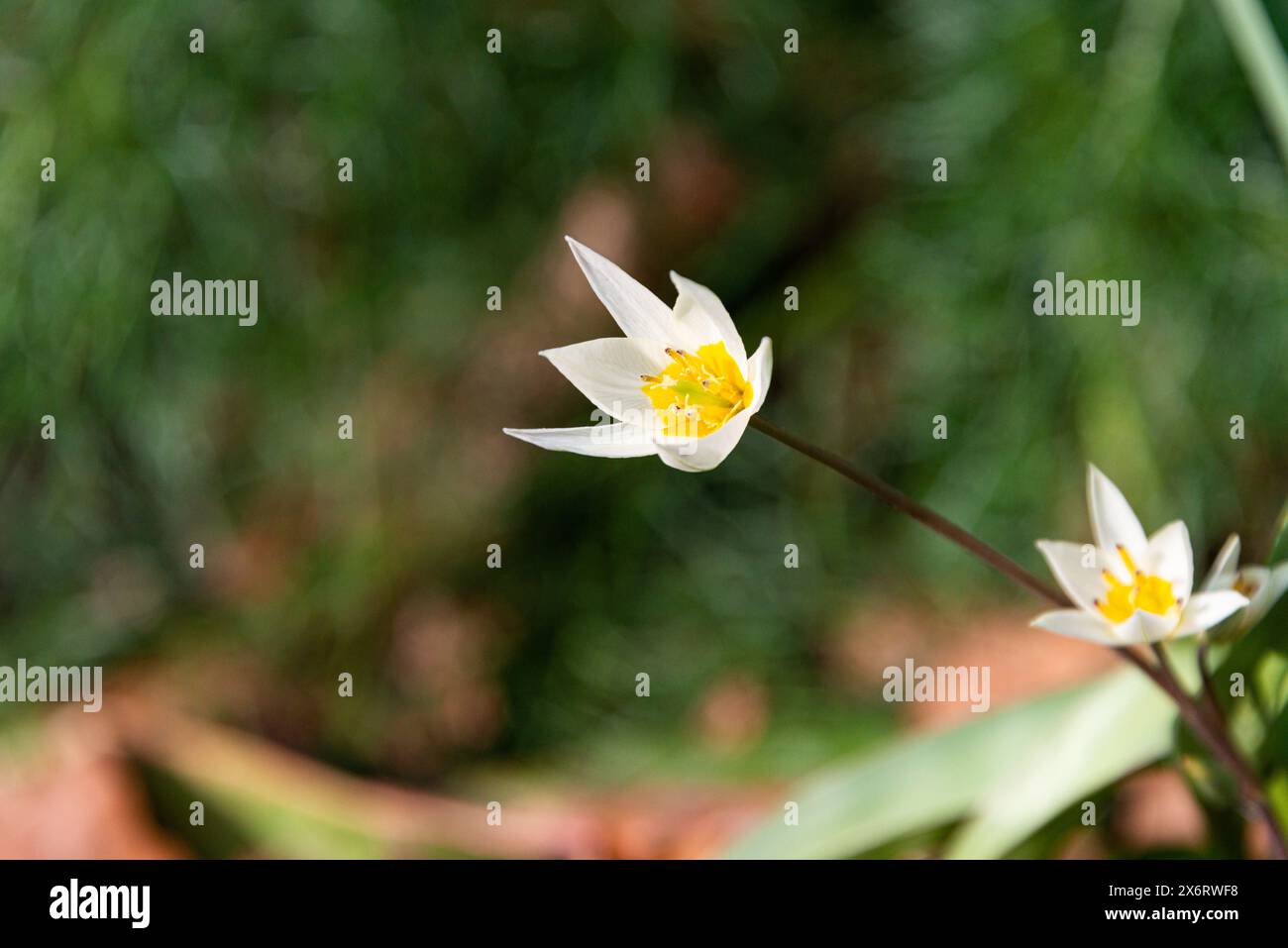 T biflora hi-res stock photography and images - Alamy