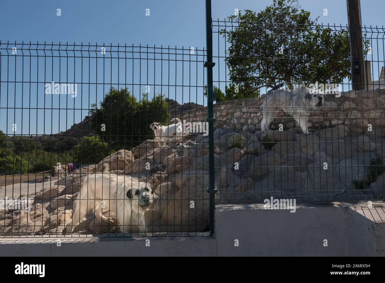 Barking white security guard dogs behind metal fence, behaving out of ...