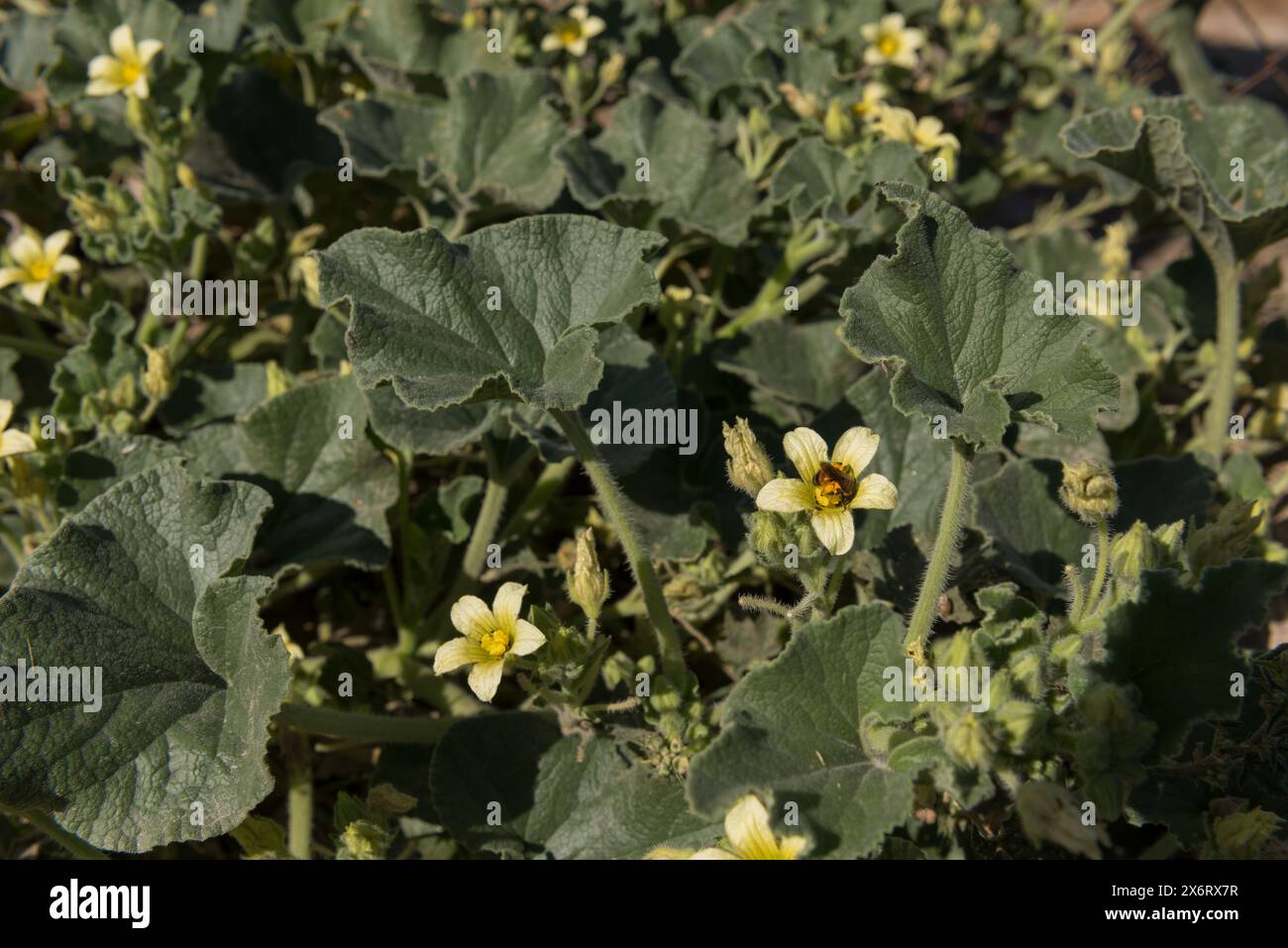 Squirting cucumber hi-res stock photography and images - Alamy
