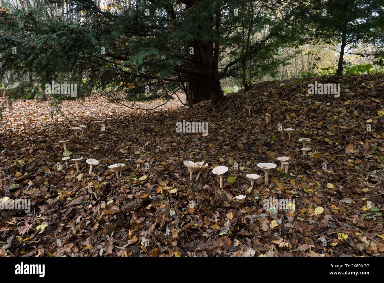 Fairy ring of Trooping Funnel Fungus in autumn near an elm tree in ...