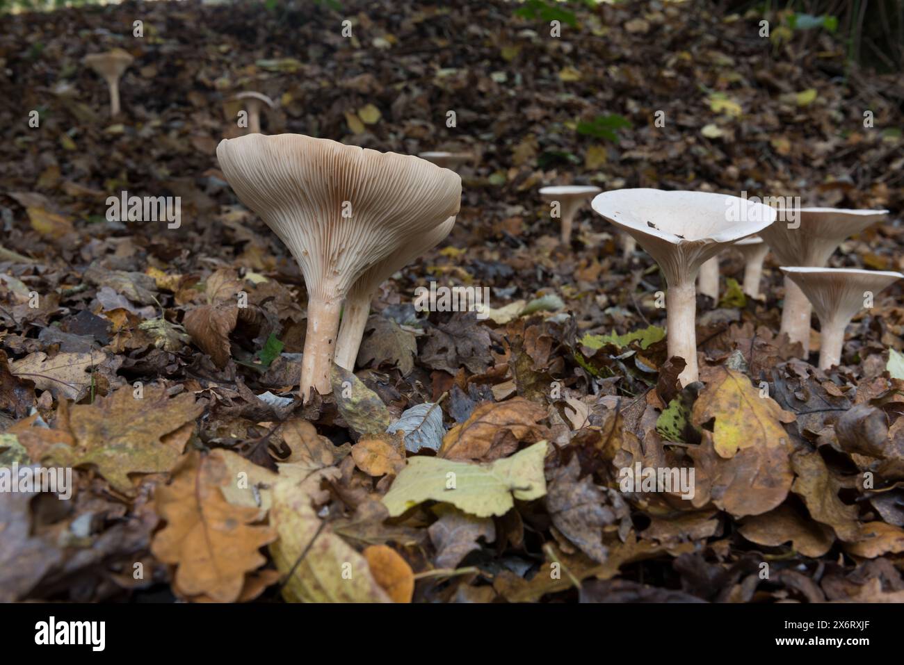 Fairy ring of Trooping Funnel Fungus in autumn near an elm tree in ...