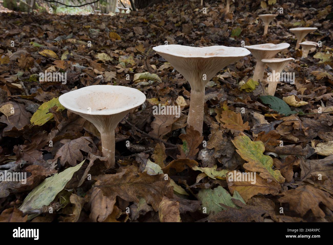 Fairy ring of Trooping Funnel Fungus in autumn near an elm tree in ...