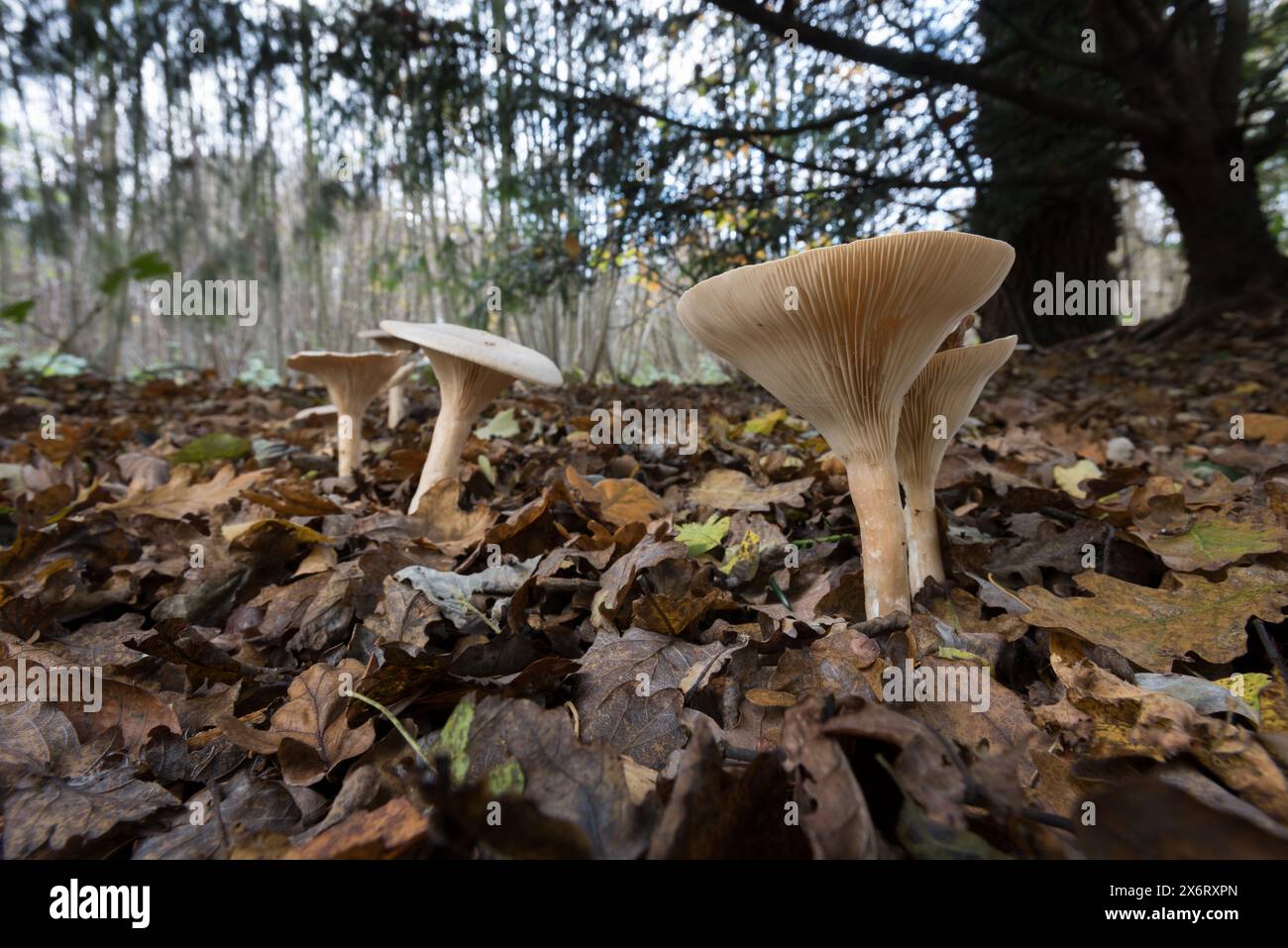 Fairy ring of Trooping Funnel Fungus in autumn near an elm tree in ...
