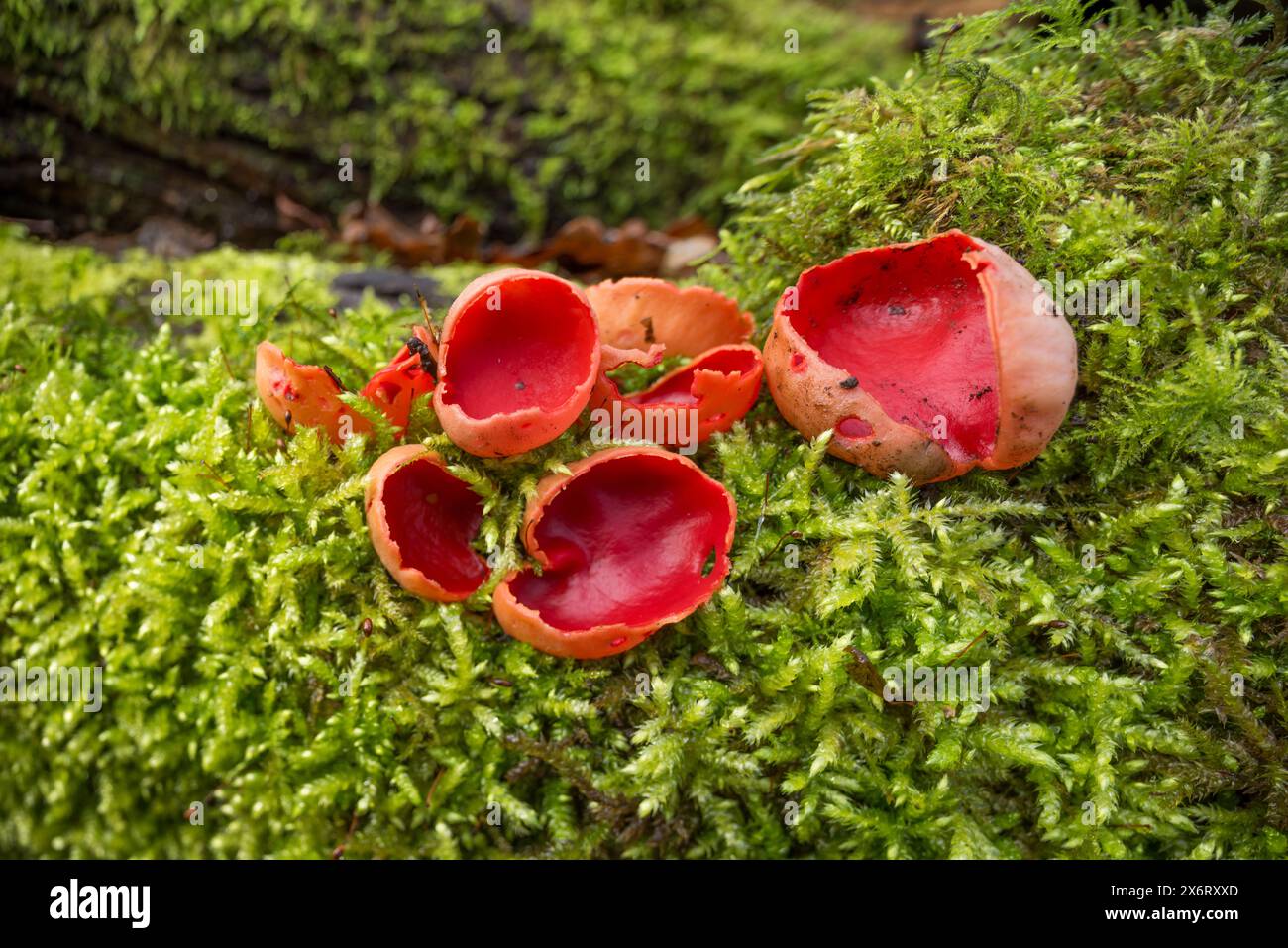 Scarlet elf cup on decaying sticks and branches and beneath leaf litter ...
