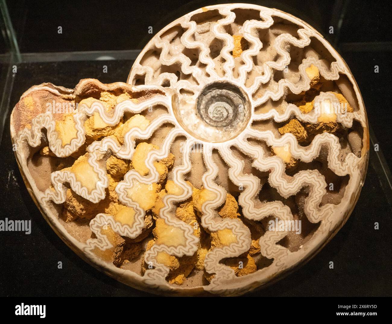 Denkendorf, Germany. 16th May, 2024. A cross-section of an ammonite can ...