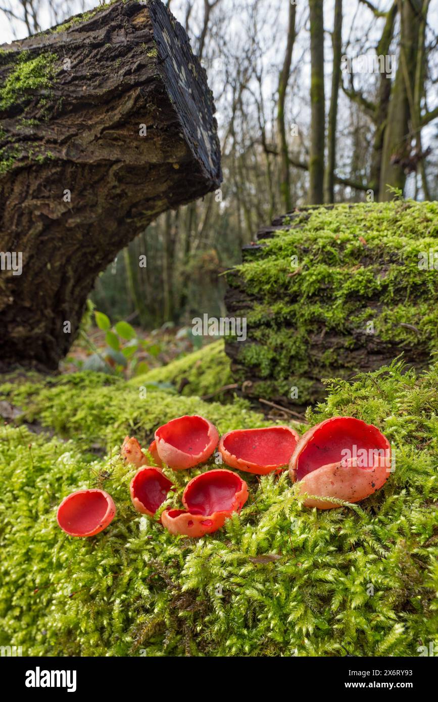 Scarlet elf cup on decaying sticks and branches and beneath leaf litter ...