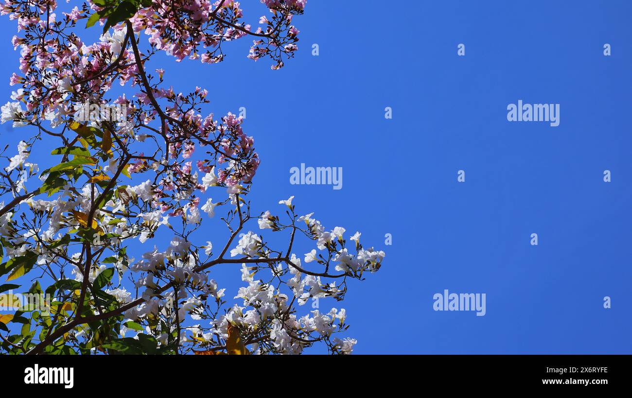 Tabebuya tree hi-res stock photography and images - Alamy