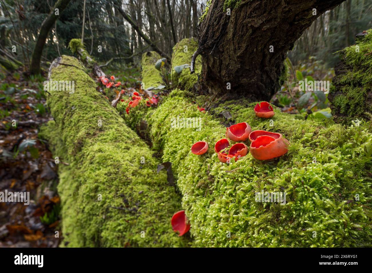 Scarlet elf cup on decaying sticks and branches and beneath leaf litter ...