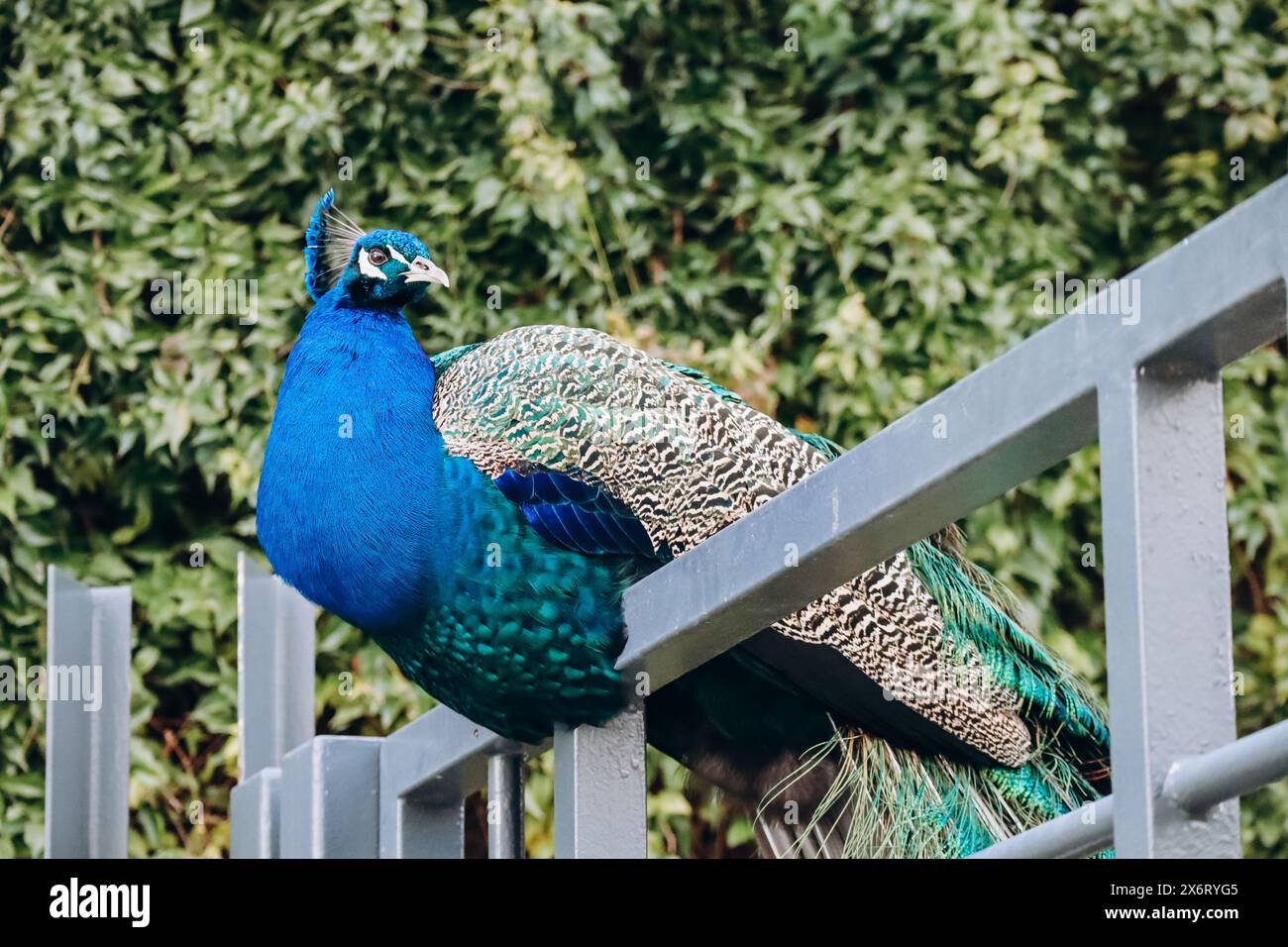 A bright blue peacock on the fence of a park in Nice, southern France ...