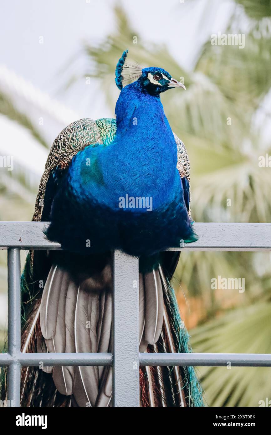 A bright blue peacock on the fence of a park in Nice, southern France ...