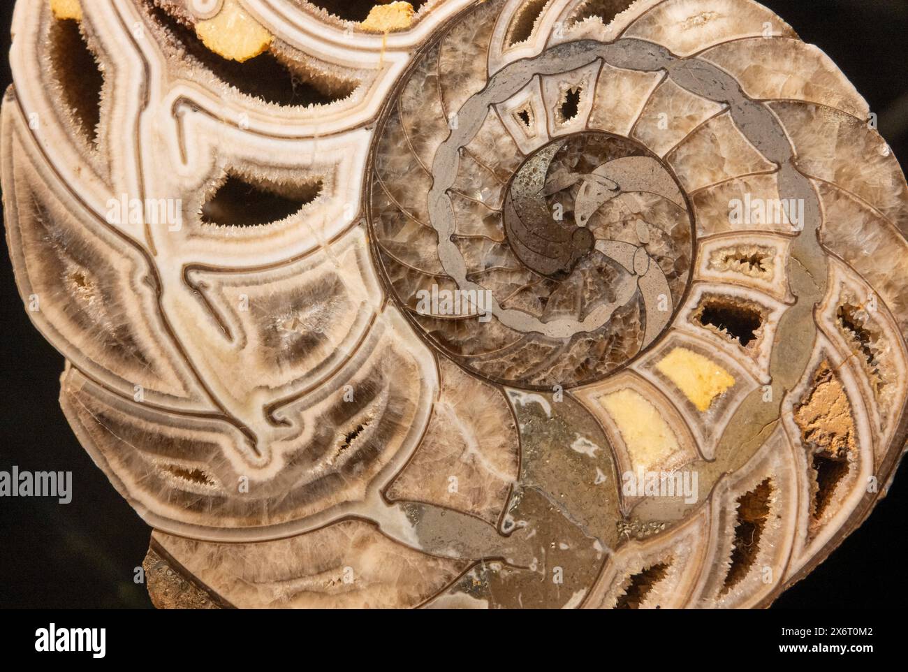 Denkendorf, Germany. 16th May, 2024. A cross-section of an ammonite can ...