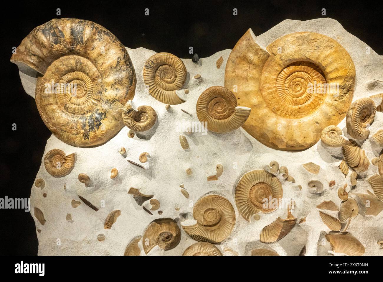 Large and small ammonite hi-res stock photography and images - Alamy