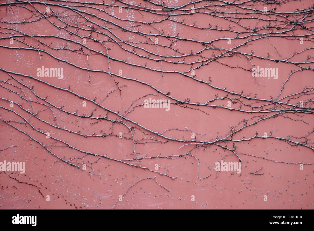 Old vines deserted derelict hi-res stock photography and images - Alamy