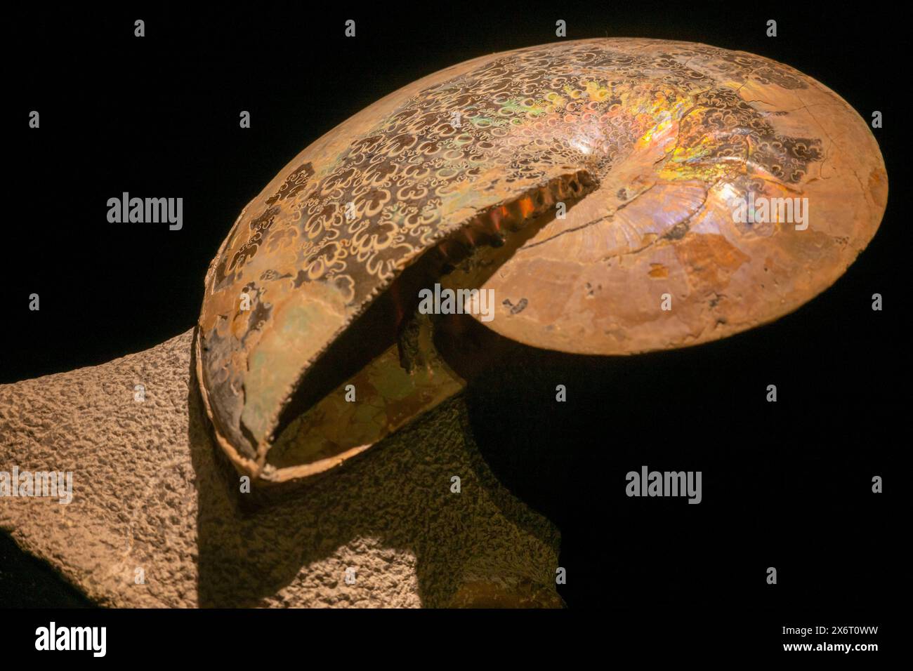 Denkendorf, Germany. 16th May, 2024. An ammonite is displayed in a ...