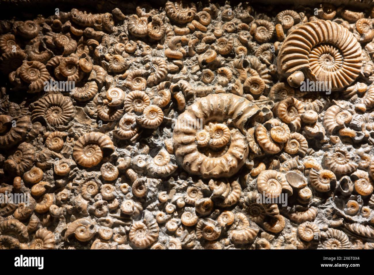 Large and small ammonite hi-res stock photography and images - Alamy