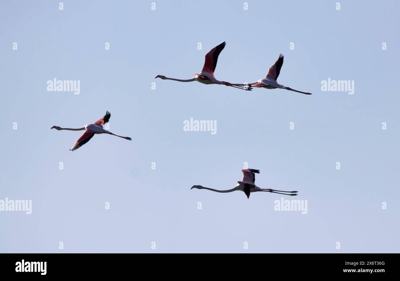 Italy, Sicily, Pachino WWF National Park, flying flamingos ...