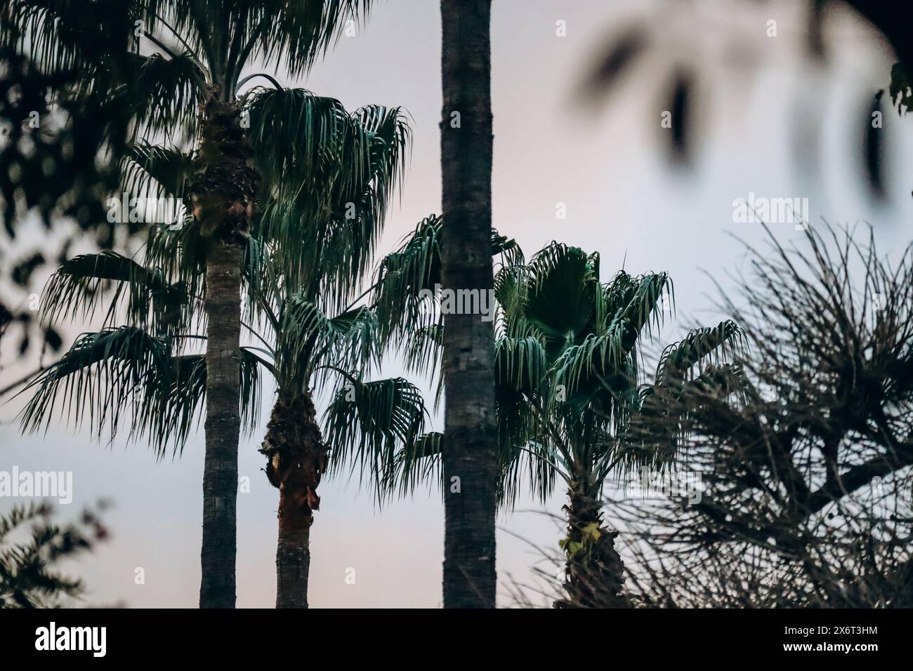 View of palm trees in Phoenix Park in Nice Stock Photo - Alamy
