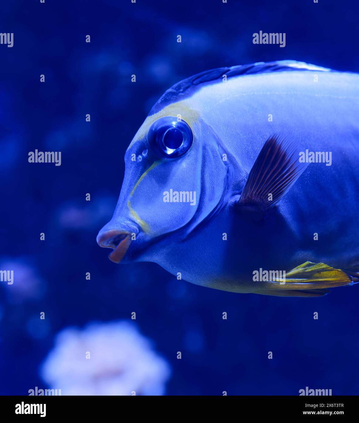 Blackfinned unicornfish hi-res stock photography and images - Alamy