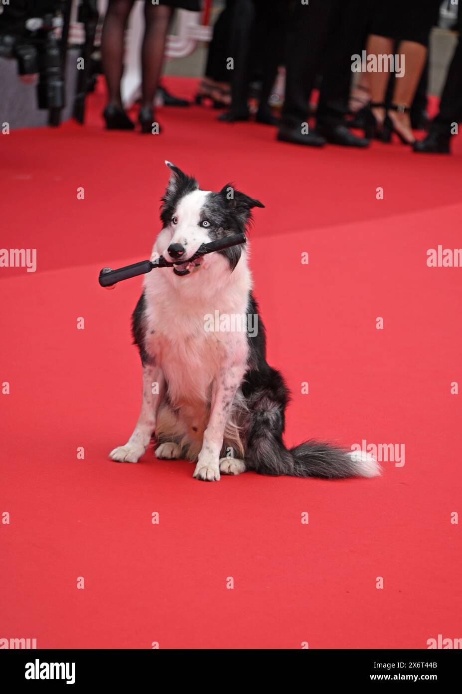 Actor-dog Messi (from the film "Anatomy of a Fall") Opening ceremony of ...