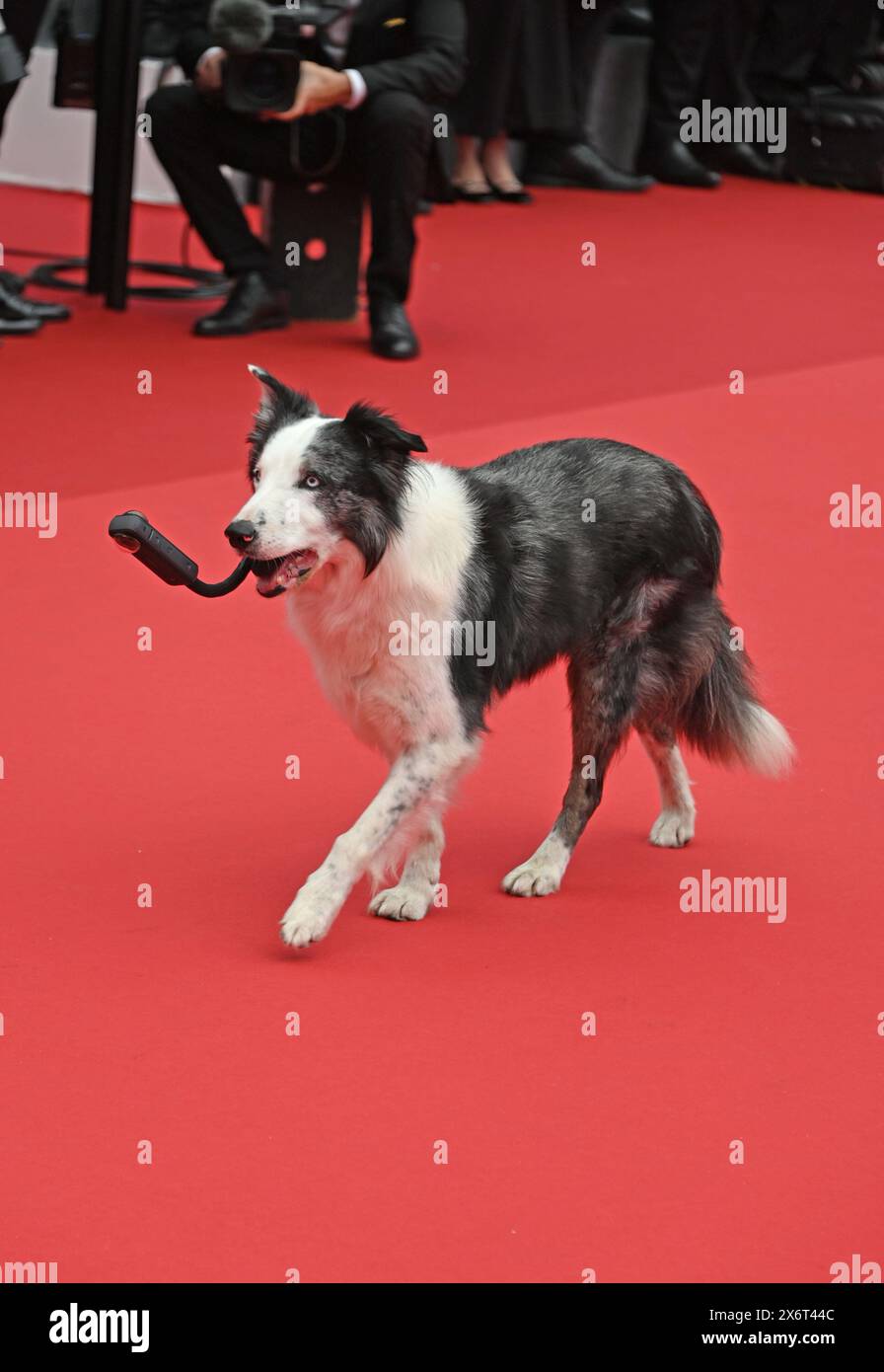 Actor-dog Messi (from the film "Anatomy of a Fall") Opening ceremony of ...