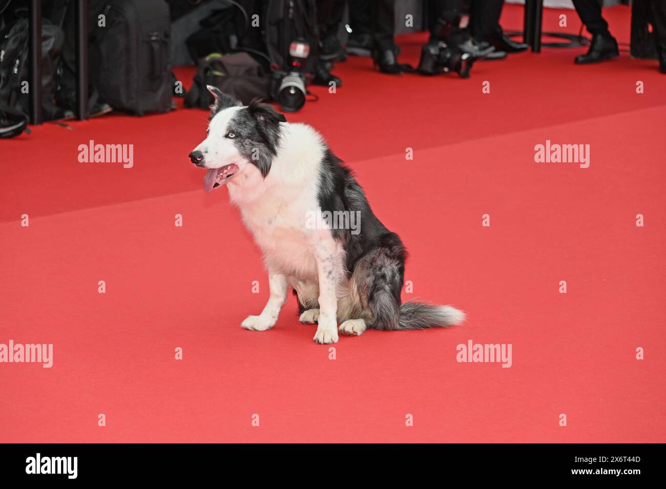Actor-dog Messi (from the film "Anatomy of a Fall") Opening ceremony of ...