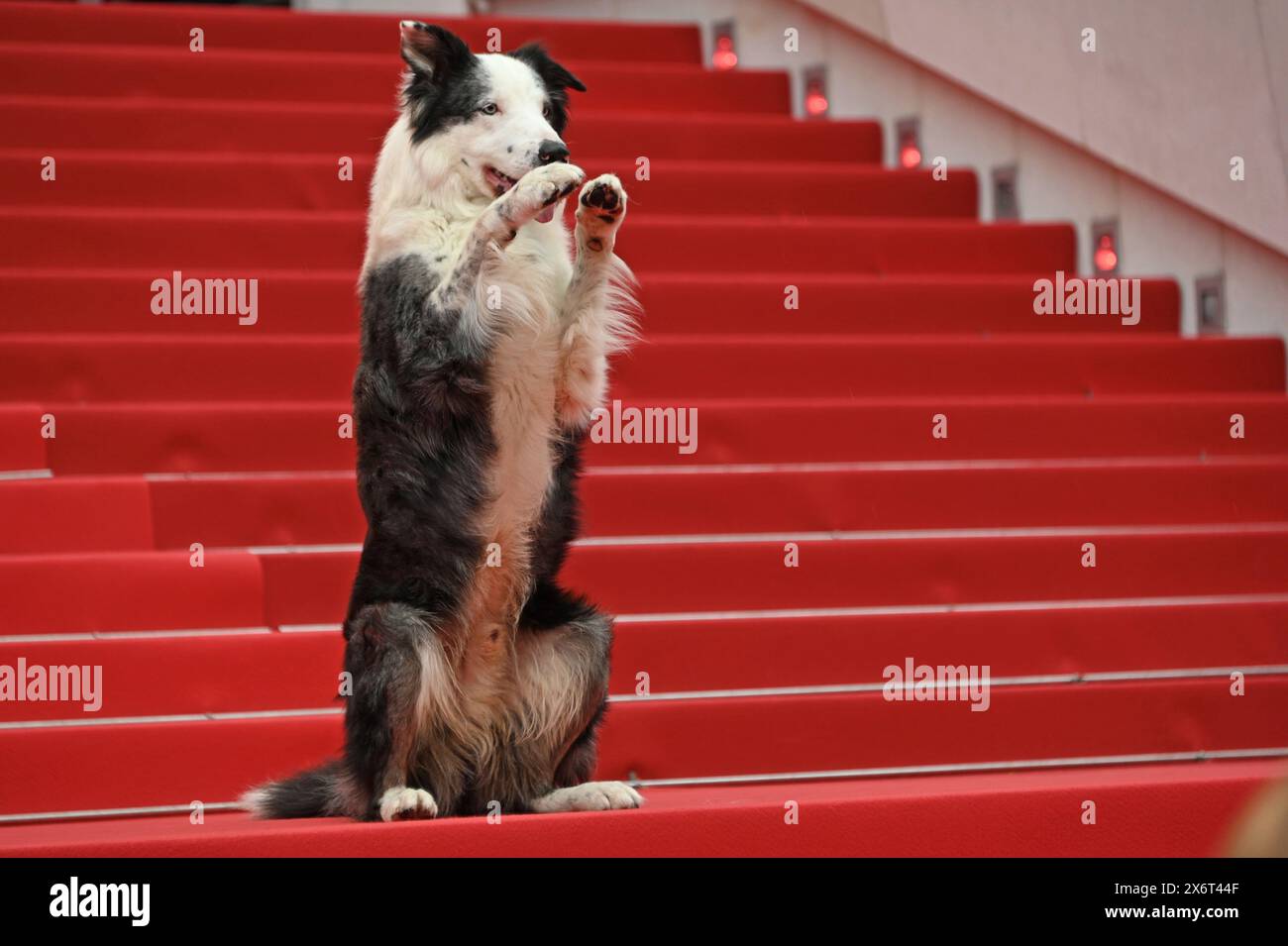 Actor-dog Messi (from the film "Anatomy of a Fall") Opening ceremony of ...
