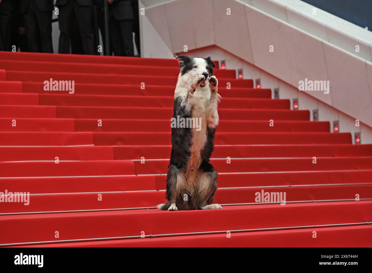 Actor-dog Messi (from the film "Anatomy of a Fall") Opening ceremony of ...